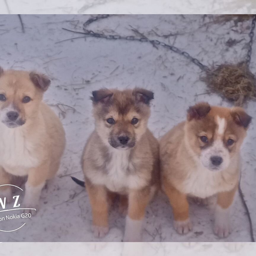 Щенок в добрые руки