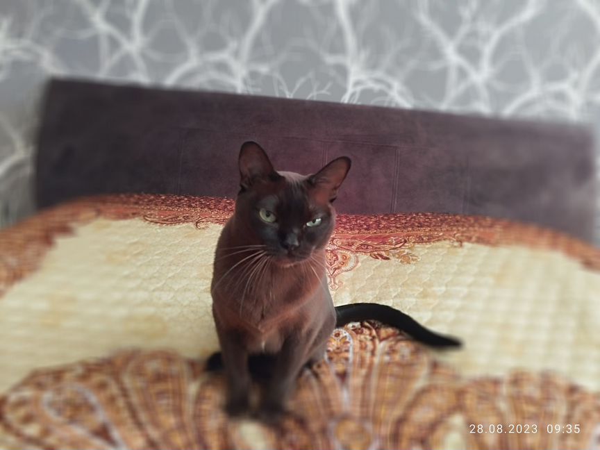 Бурманская кошка