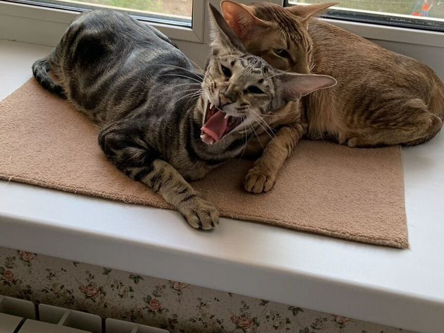 Кошки ориентальные