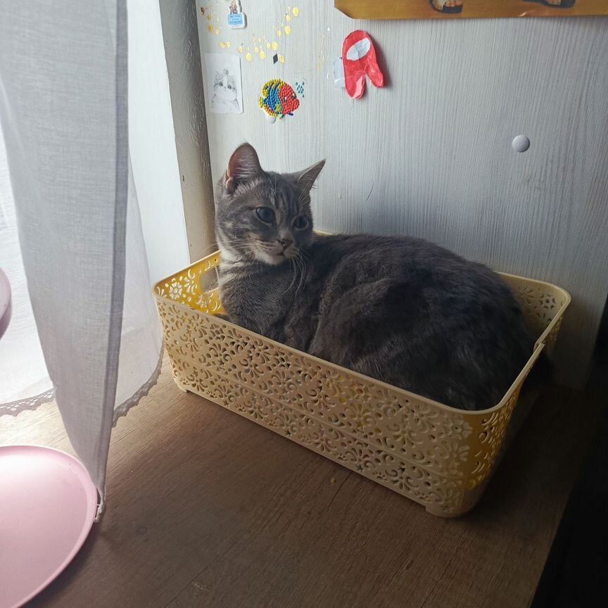 Котик ищет невесту для вязки