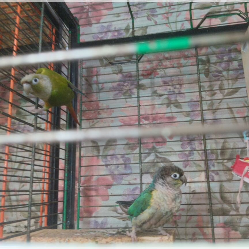 Попугай перурра молине