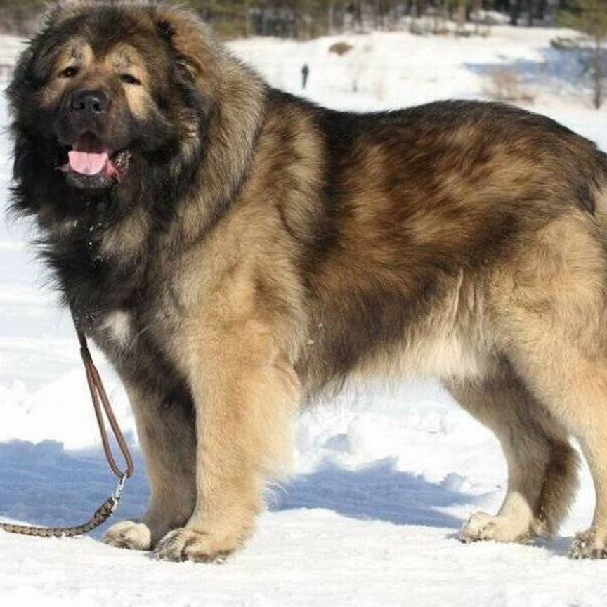 Приглашаем на случку кавказская овчарка