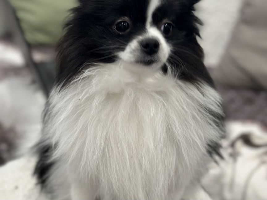 Продам малого немецкого шпица(девочка)