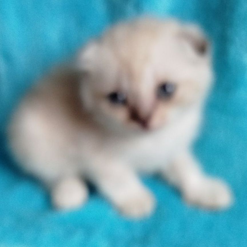 Шотландский и балинезийская кошка