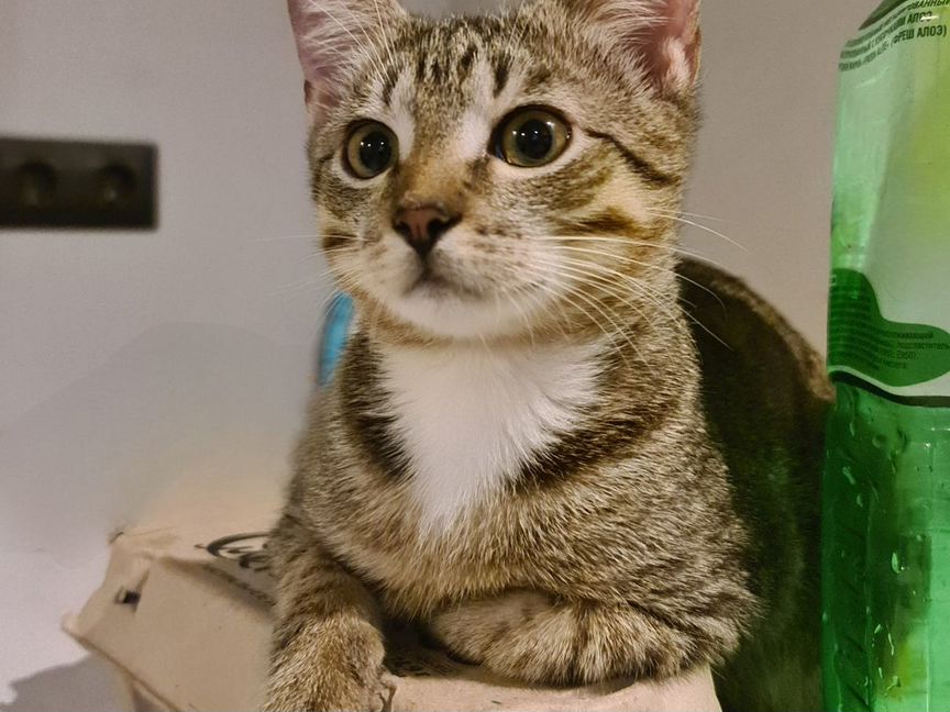 Котёнок Мяуф
