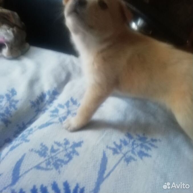 Помогите пристроить щенков 7шт