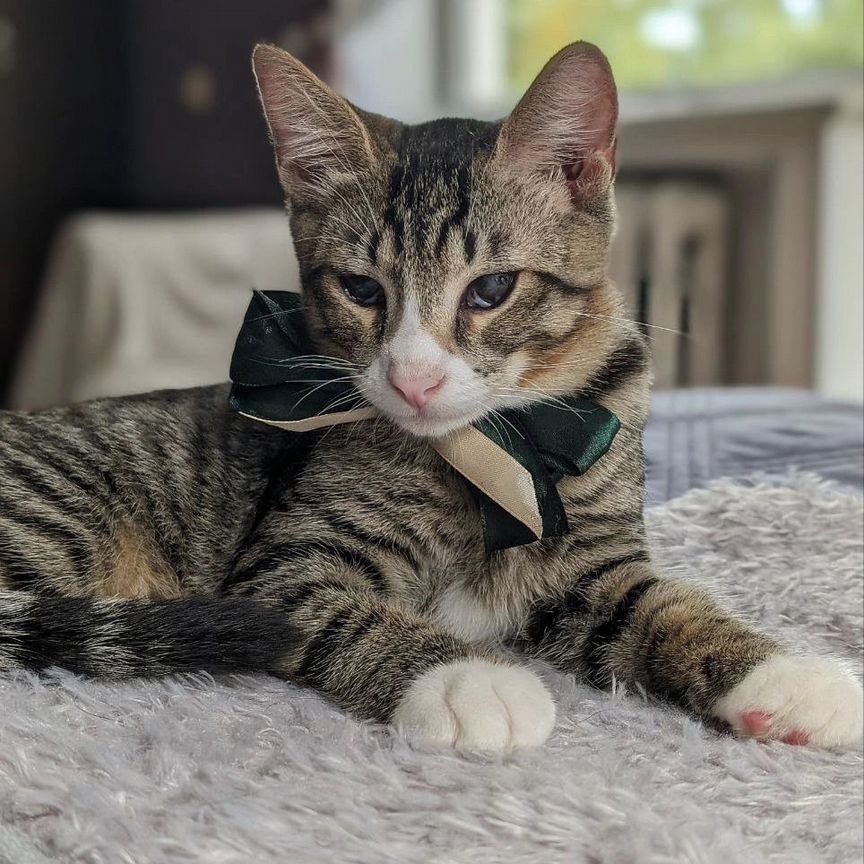 Котенок в добрые руки