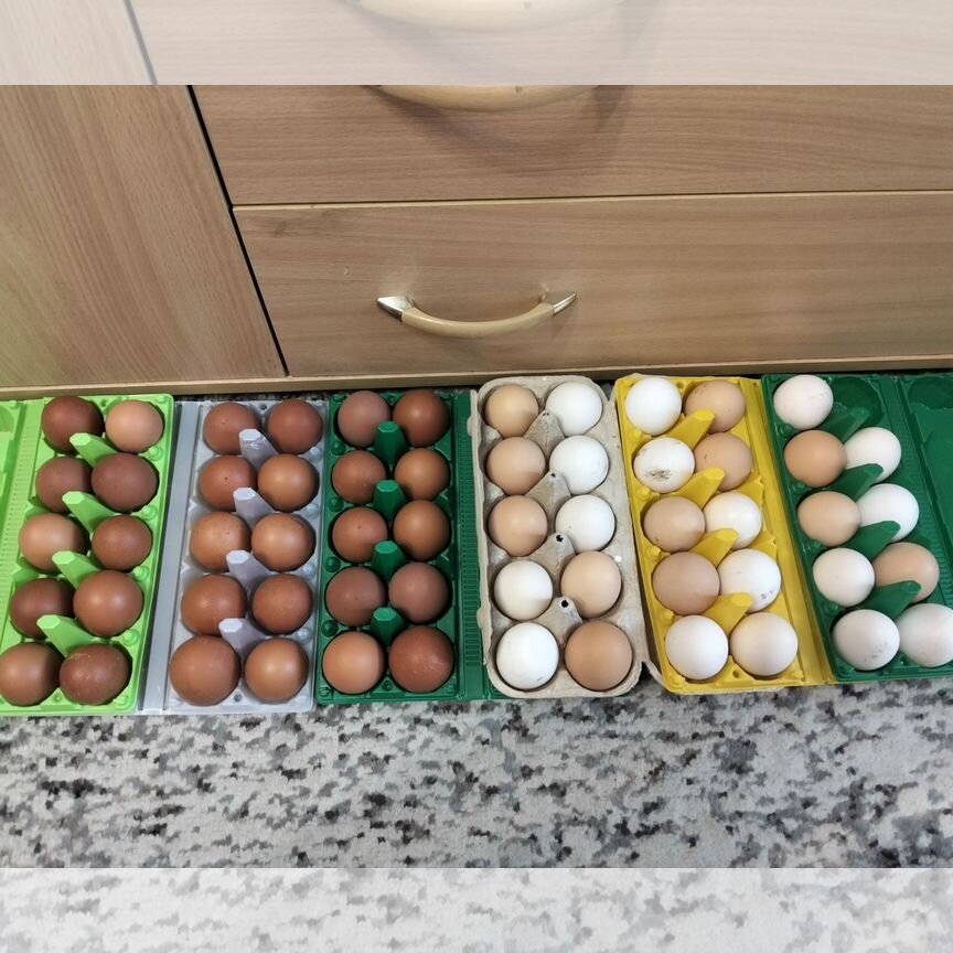 Инкубационное яйцо доминанта DS 109