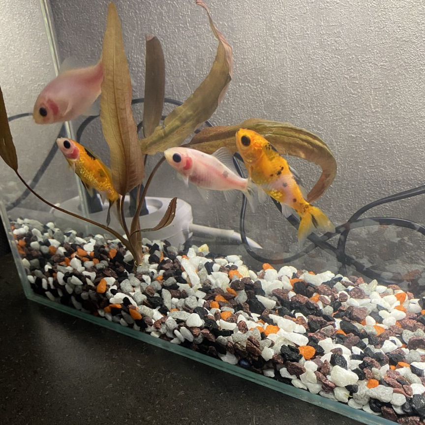 Золотые рыбки