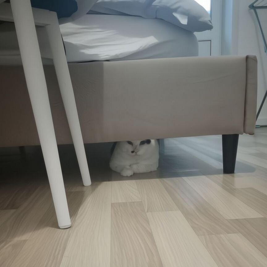 Взрослый кот в добрые руки