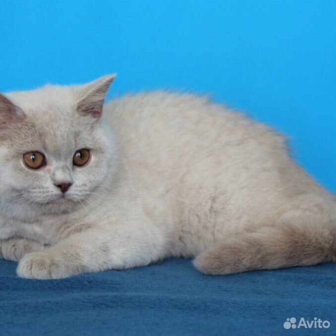 Британские котята классических окрасов