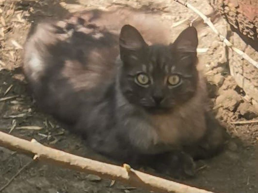 Кот бесплатно