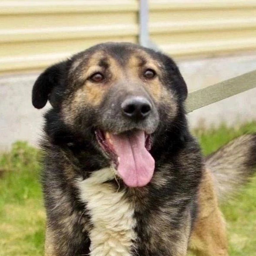 Взрослый пес Амур