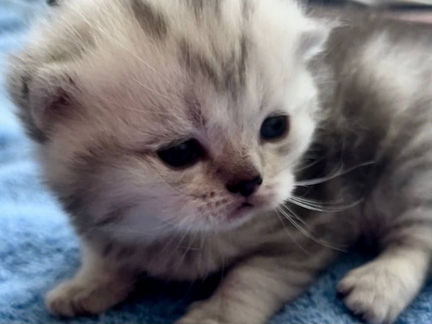 Шотландские котята