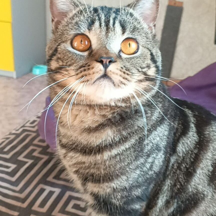 Котик в добрые руки