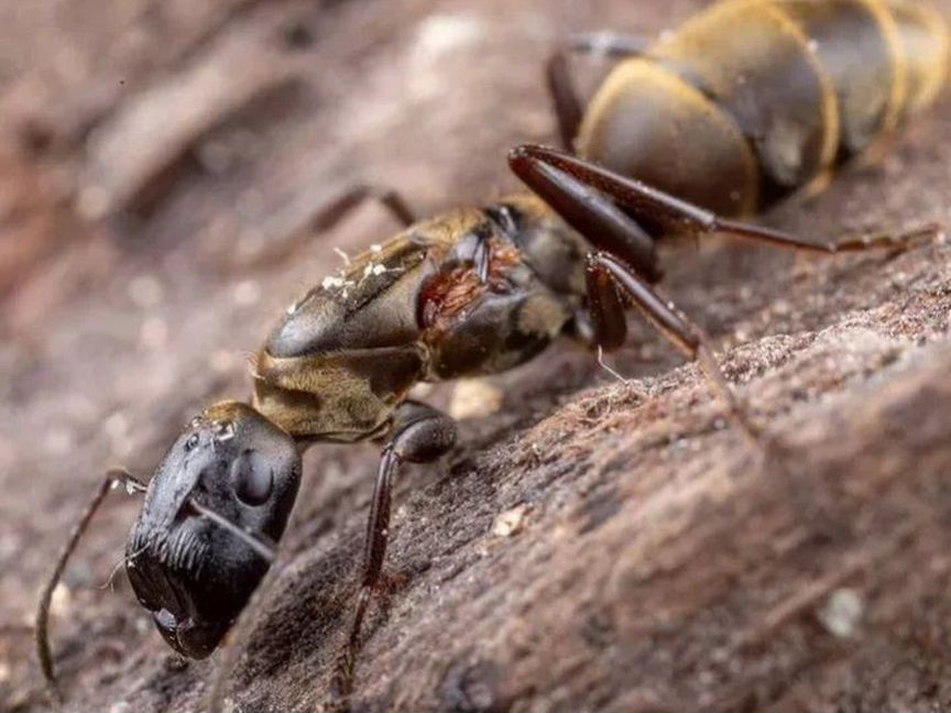Муравьи Colobopsis leonardi в формикарии
