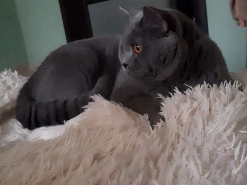 Британский кот вязка