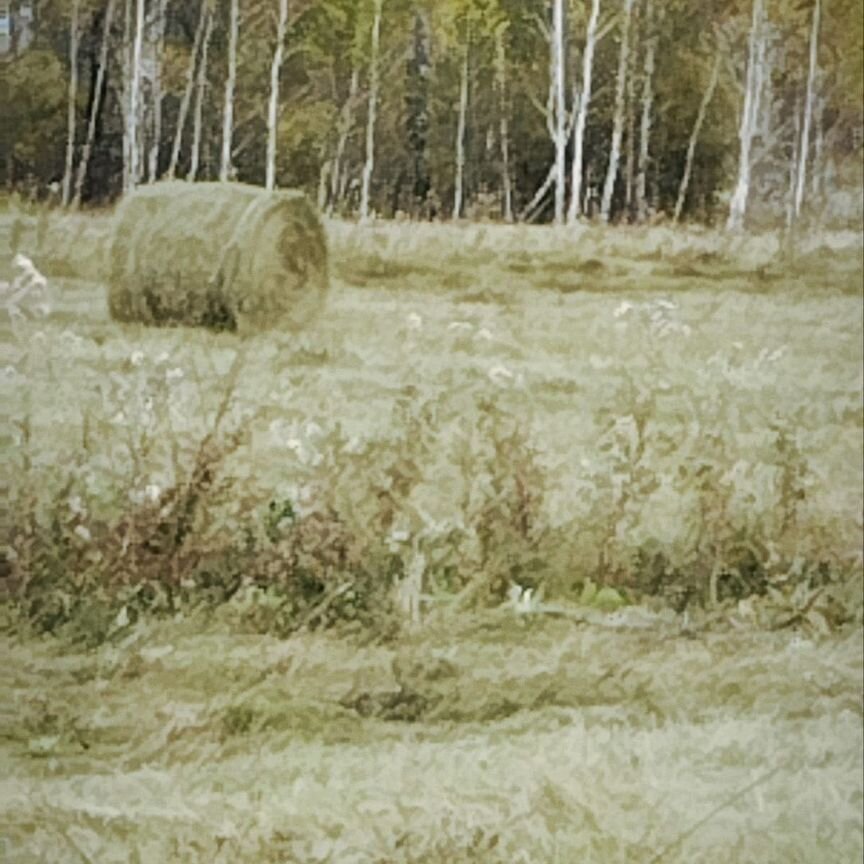 Продам сено в рулонах