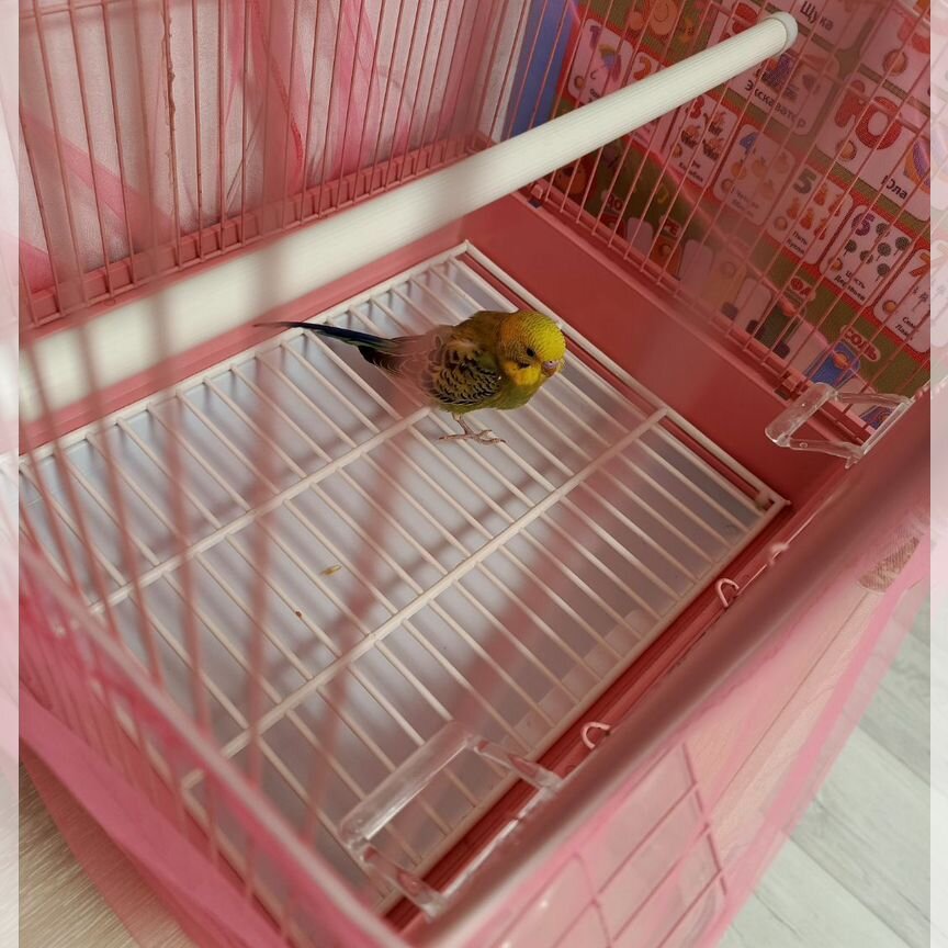 Волнистый попугай с клеткой