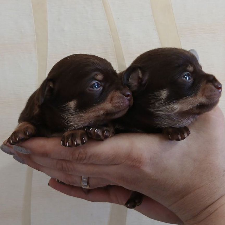 Чихуахуа, щенок