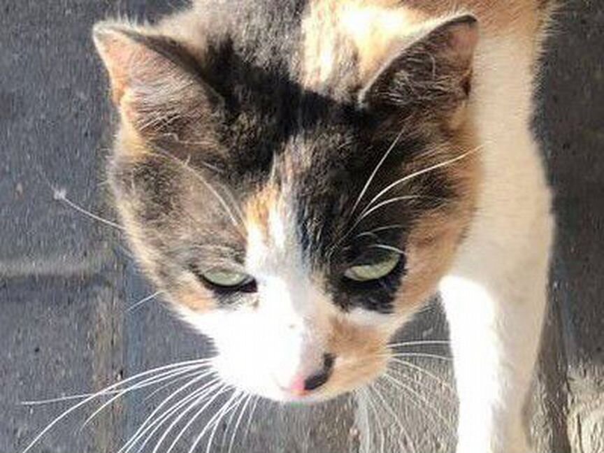 Милая,ласковая трехцветочка под плитами на стройке