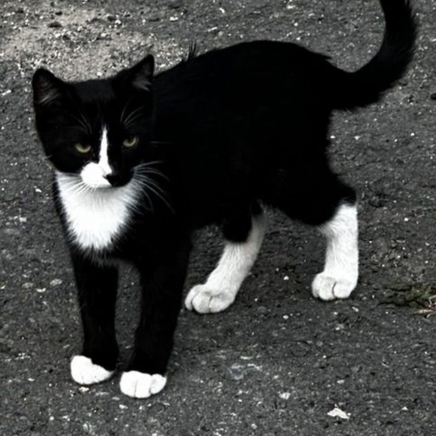 Котенок