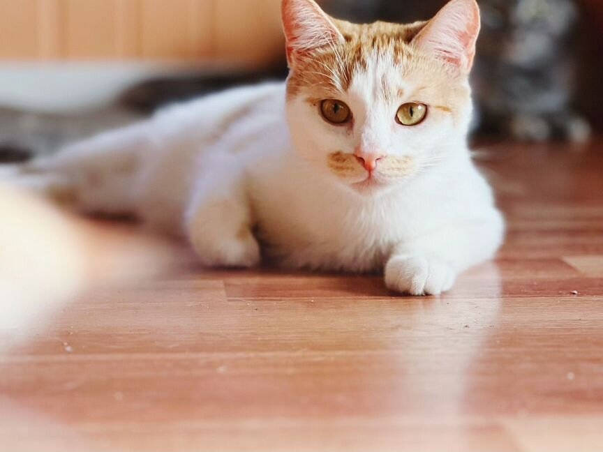 Котенок девочка в добрые руки бесплатно