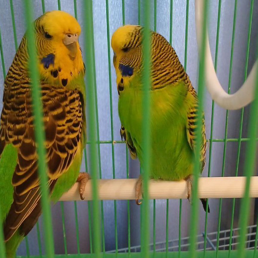 Волнистый попугай ввп чех