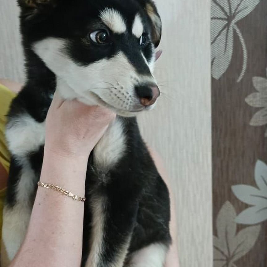 Щенок Сибирский хаски