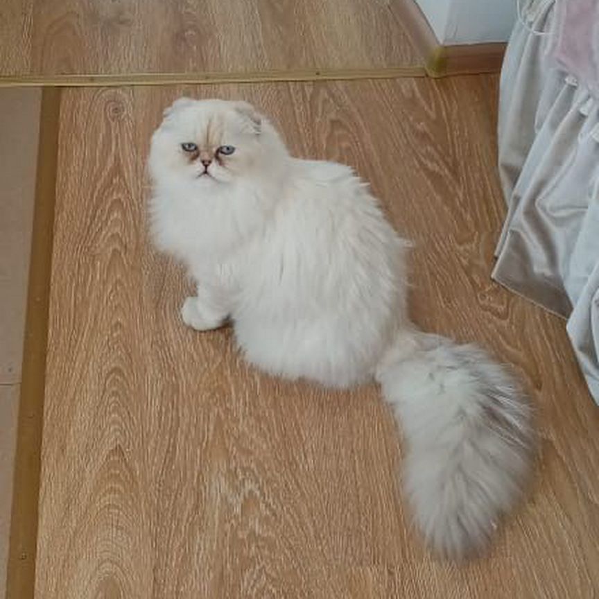 Шотландский вислоухий длинношёрстный, взрослый кот