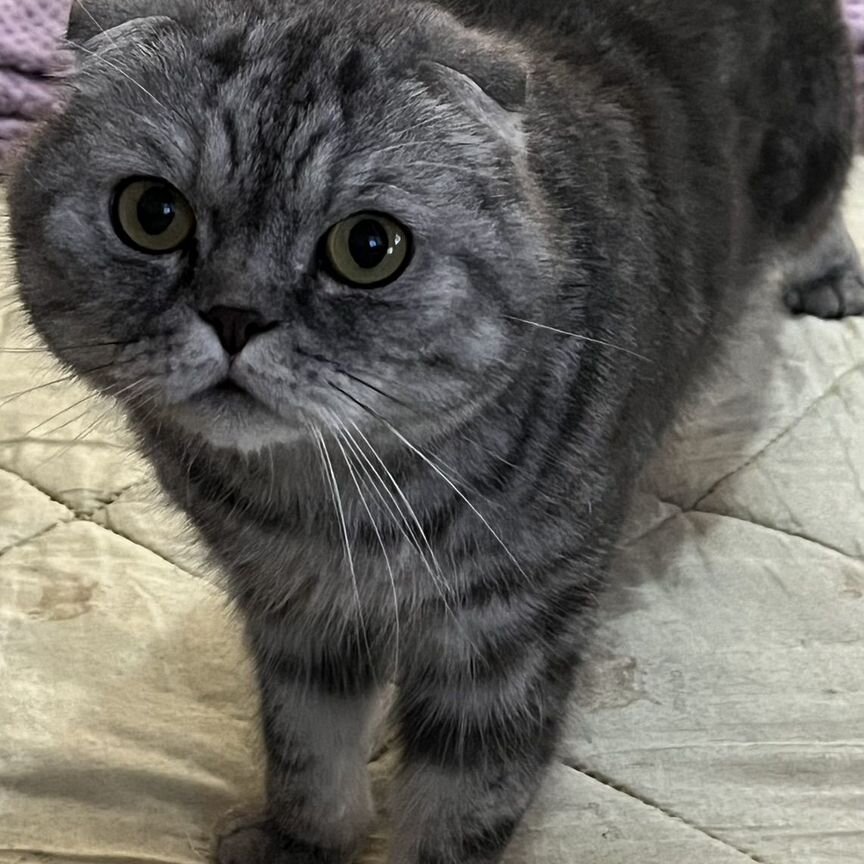 Шотландский вислоухий кот