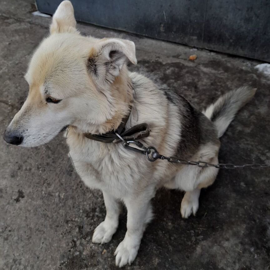 Немецкая овчарка, взрослый пёс