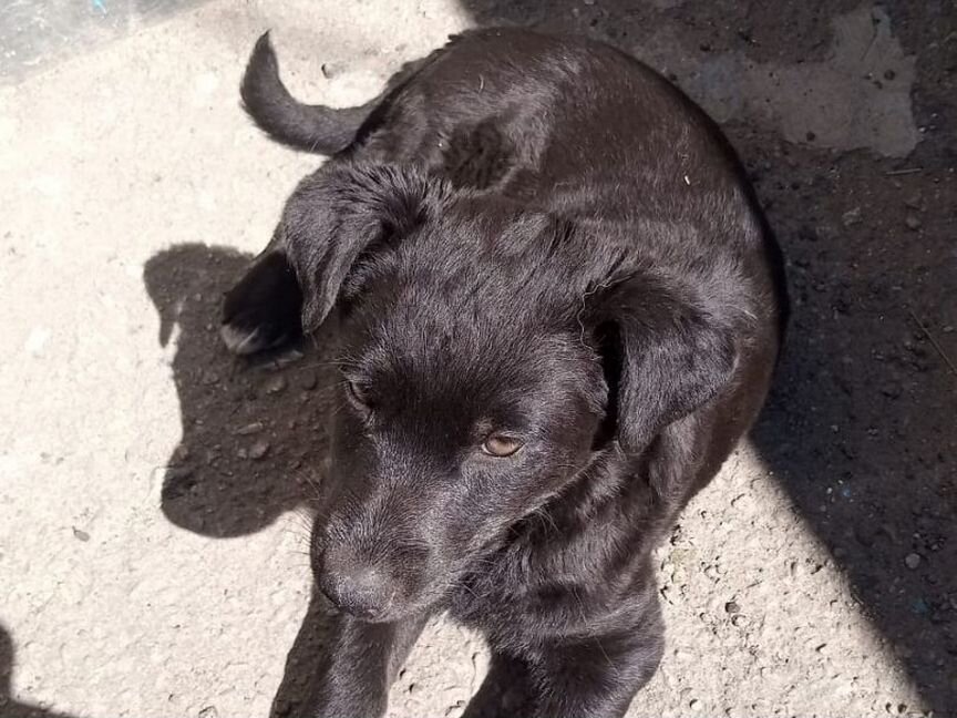 Щенки в добрые руки