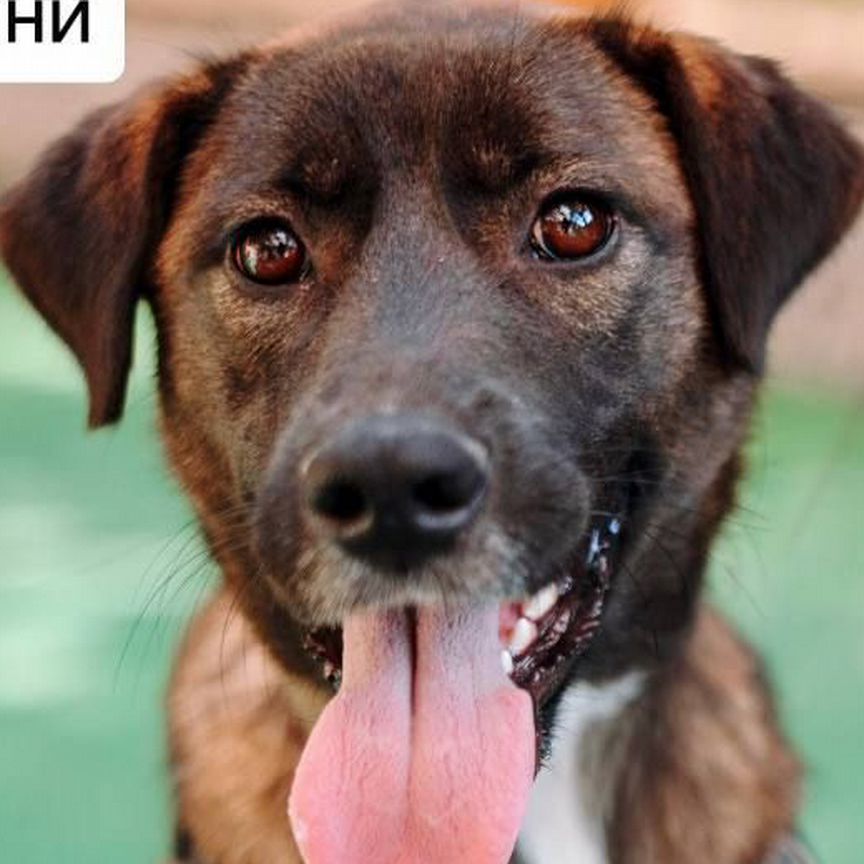 Взрослая собака в добрые руки