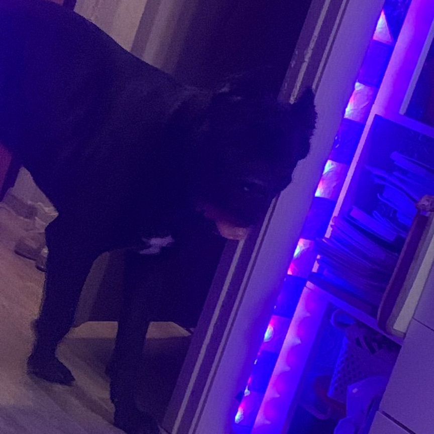 Собаки щенки коне корсо