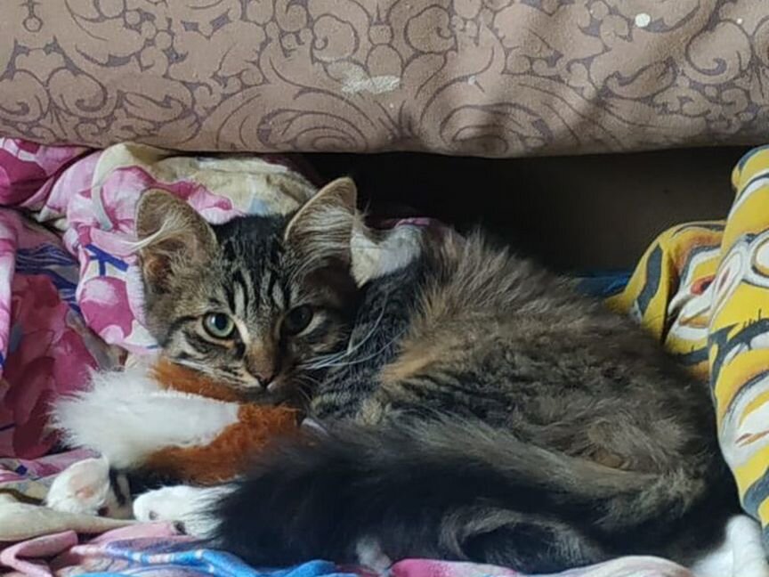 Котенок ищет дом