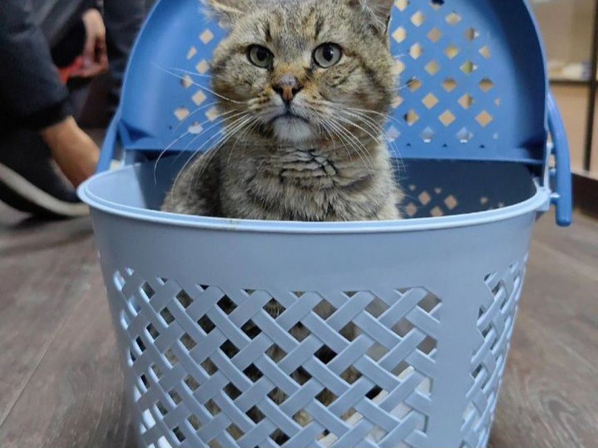 Кастрированный Бим ответственным людям