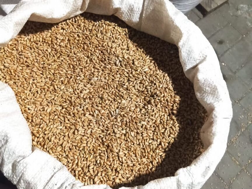 Пшеница в мешках