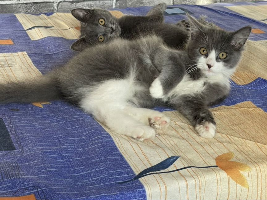 Классные котята Чук и Гек в добрые руки