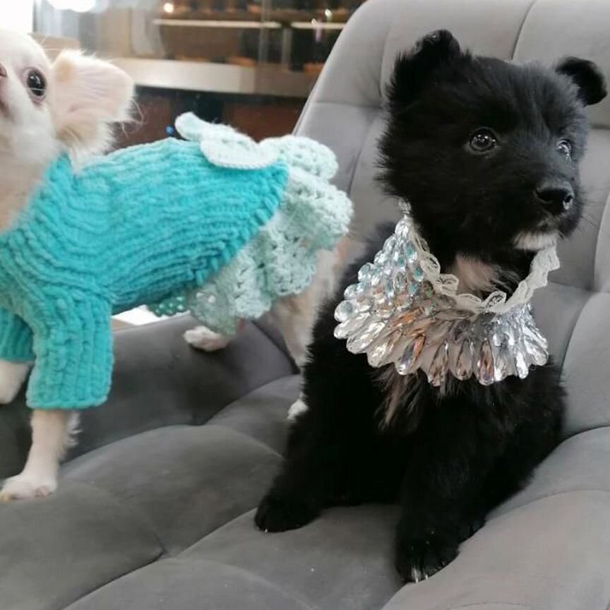 Щенок от маленькой собаки