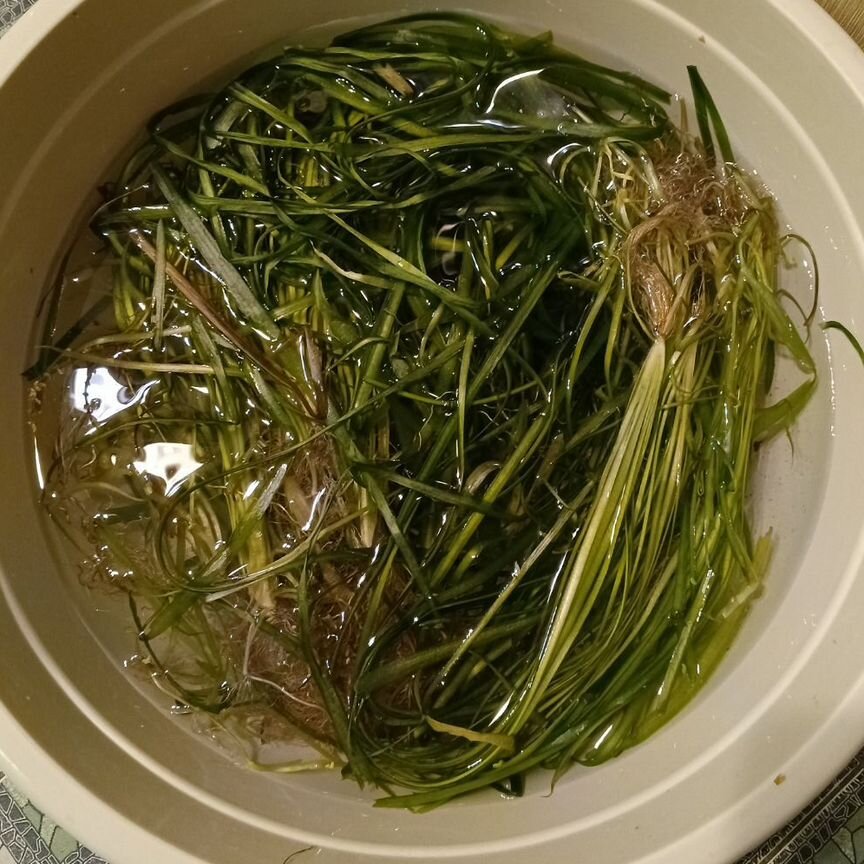 Аквариумное растение