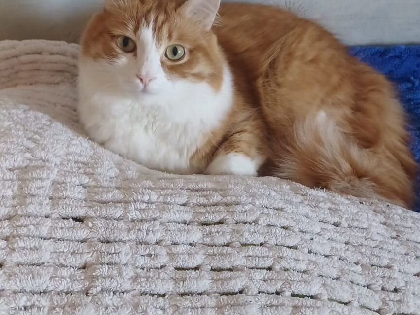 Отдам кота в добрые руки