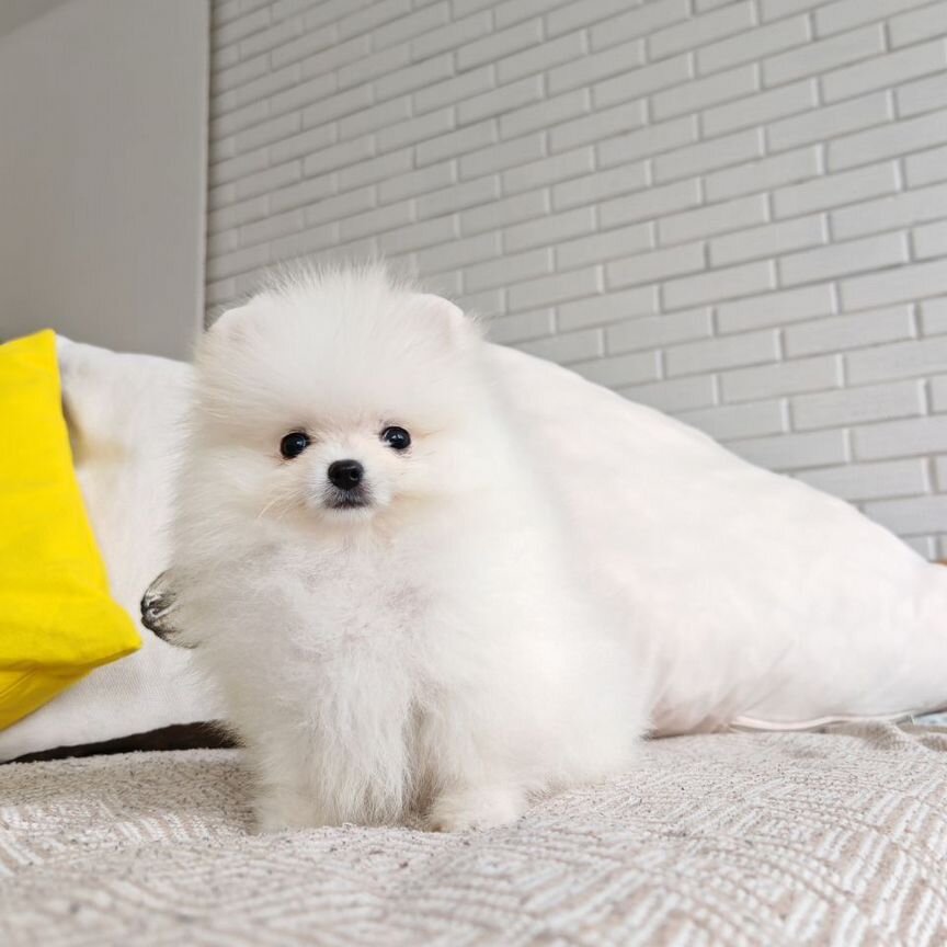 Померанский шпиц мини малыш