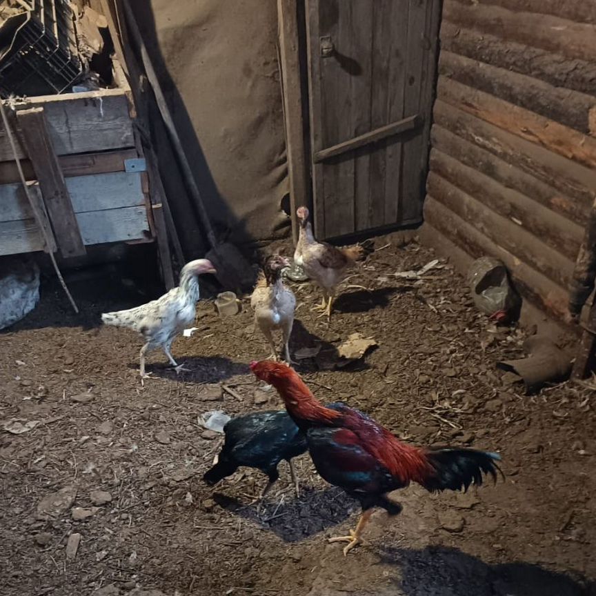 Инкубационное яйцо