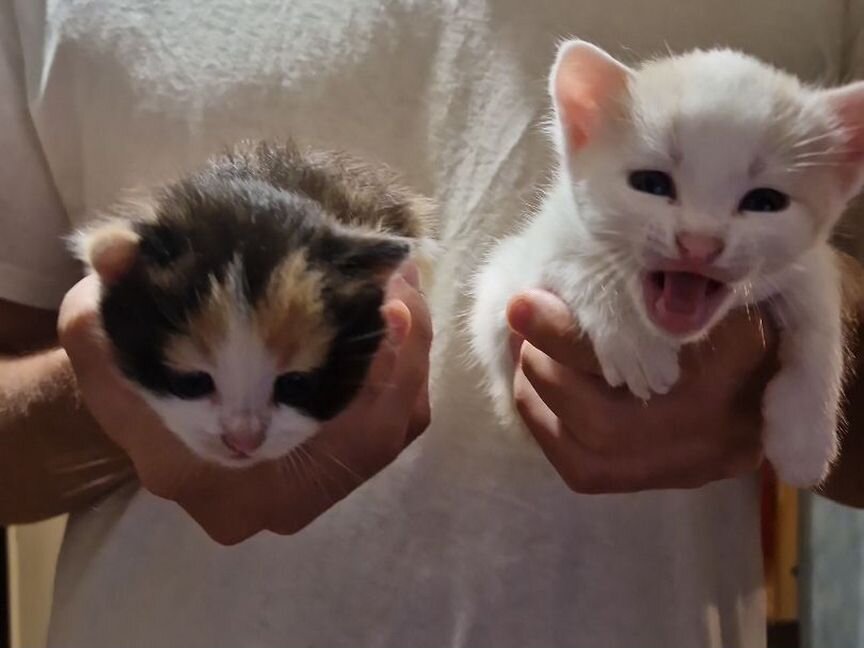 Котята в добрые руки бесплатно