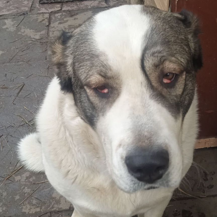 Среднеазиатская овчарка, щенок