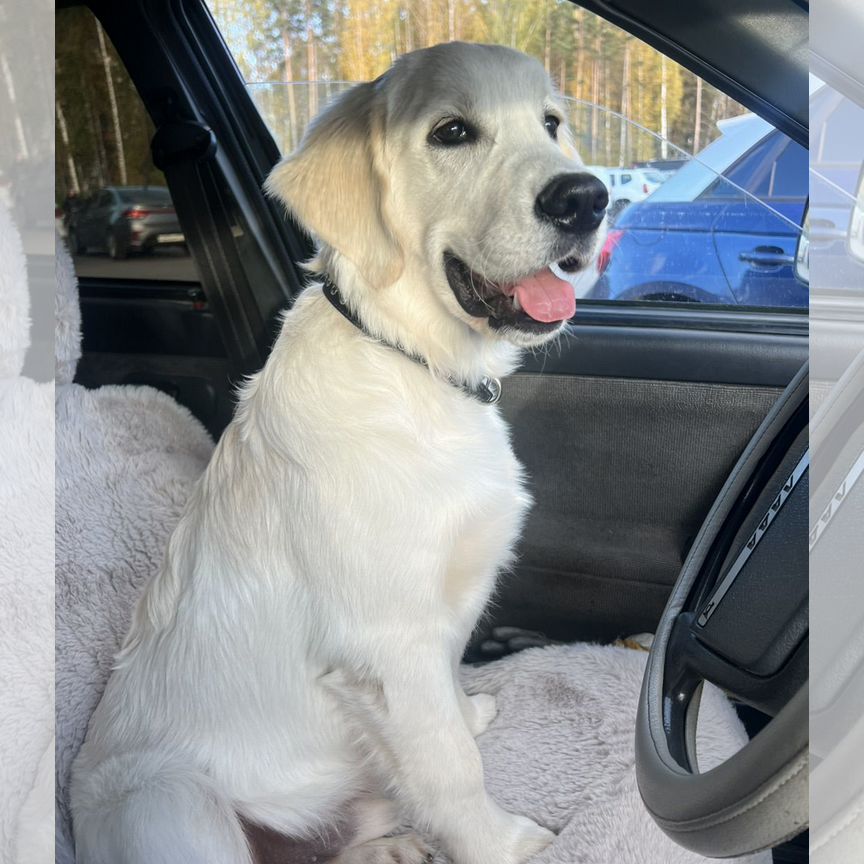 Золотистый ретривер, щенок