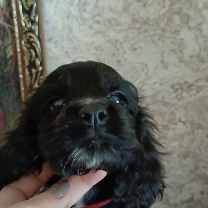 Английский кокер спаниель