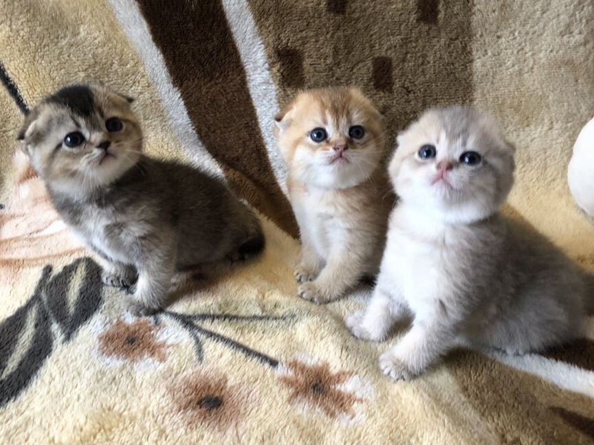 Шотландские вислоухие котята