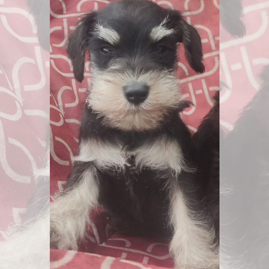 Цвергшнауцер, щенок